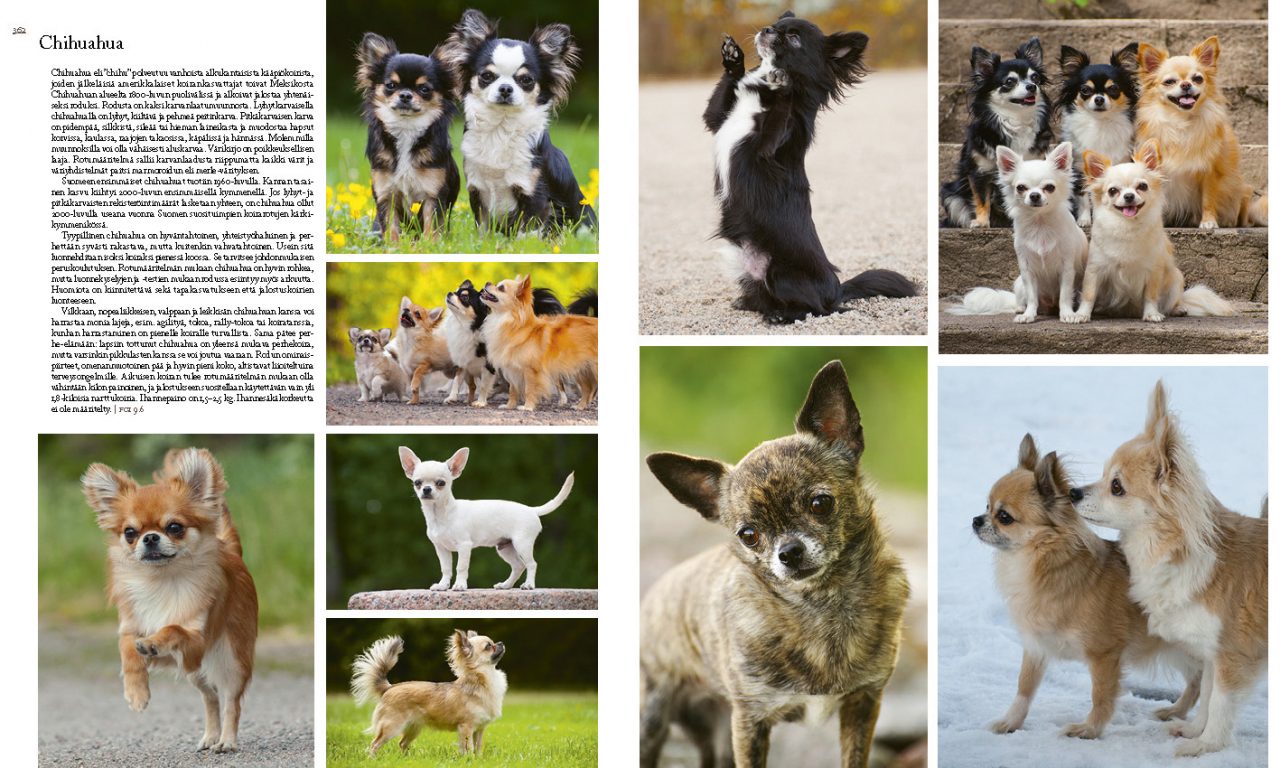 Suomen koirat | Suomen Arvoteosmyynti